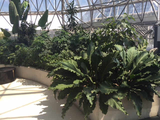 Interior Plantscaping Baltimore, MD | Interior Plant Services ...